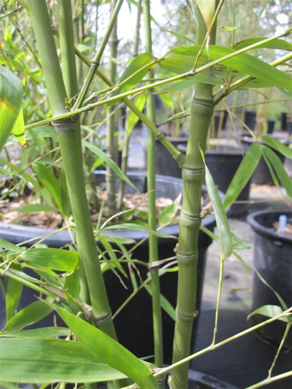 Bamboo Varieties: Running Bamboo - Beauty & the Bamboo