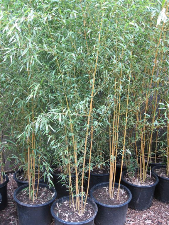 Bamboo Varieties: Running Bamboo - Beauty & the Bamboo