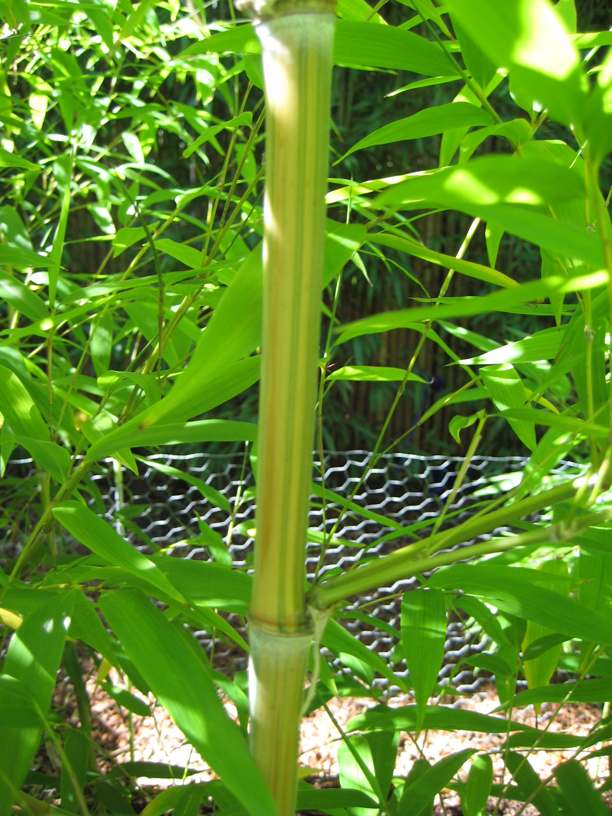Rare Bamboo in Seattle, WA - Beauty & the Bamboo
