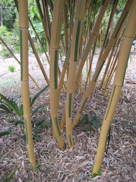 Rare Bamboo in Seattle, WA - Beauty & the Bamboo