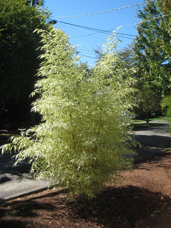Rare Bamboo in Seattle, WA - Beauty & the Bamboo
