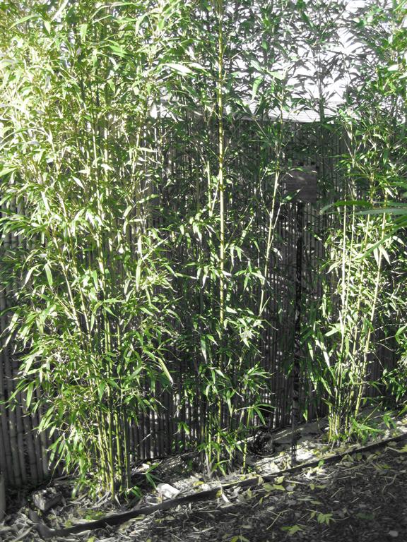 Bamboo Varieties: Running Bamboo - Beauty & the Bamboo