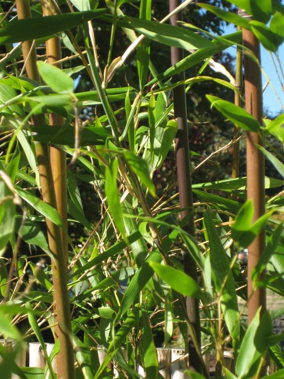 Bamboo Varieties: Running Bamboo - Beauty & the Bamboo