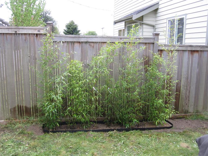 Bamboo Barrier Installations - Beauty & the Bamboo